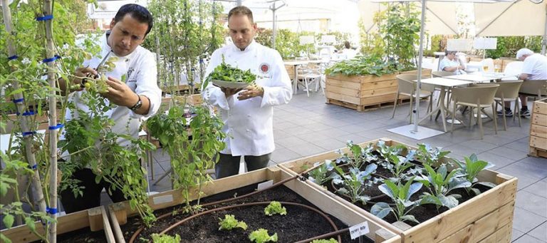 ¿Qué es un RESTAURANTE ECOLÓGICO? Características e Ideas
